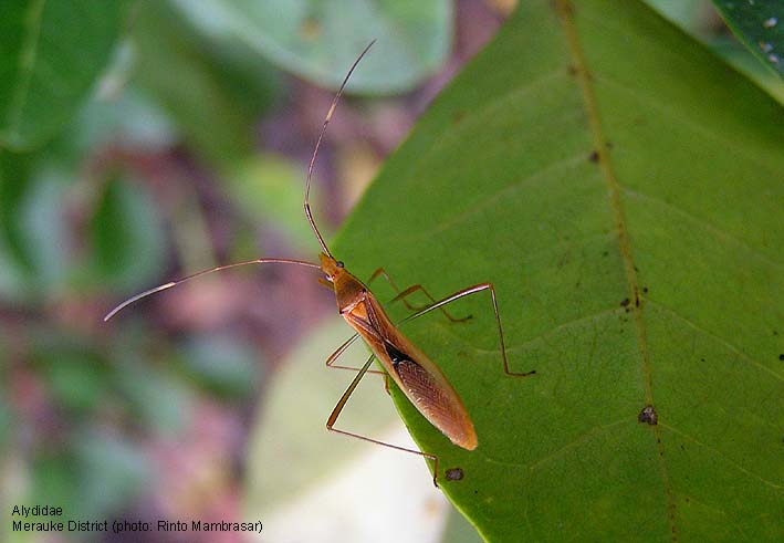 paddy bug, rice bug | Project Noah